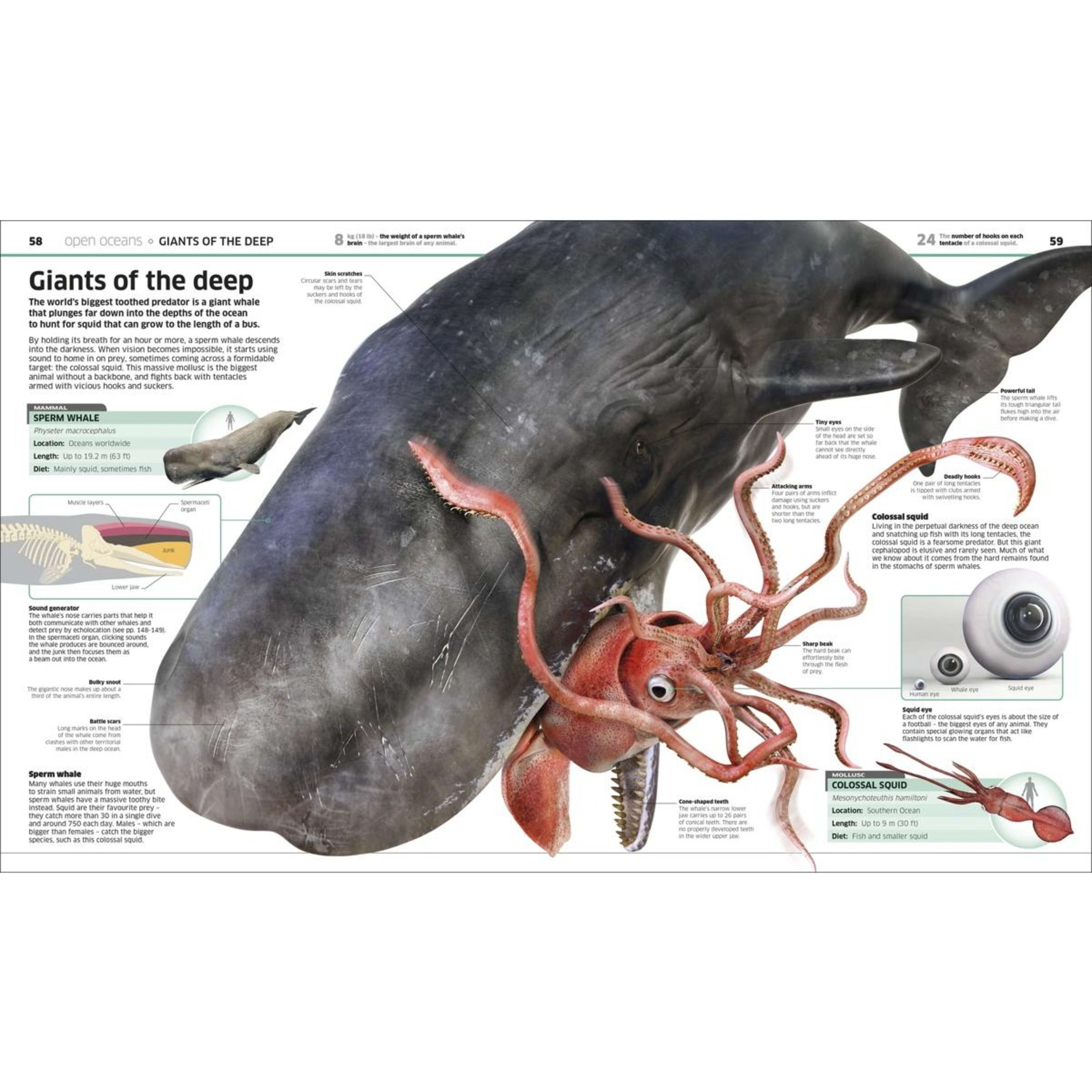 Knowledge Encyclopedia: Ocean! - Book - Kmart NZ
