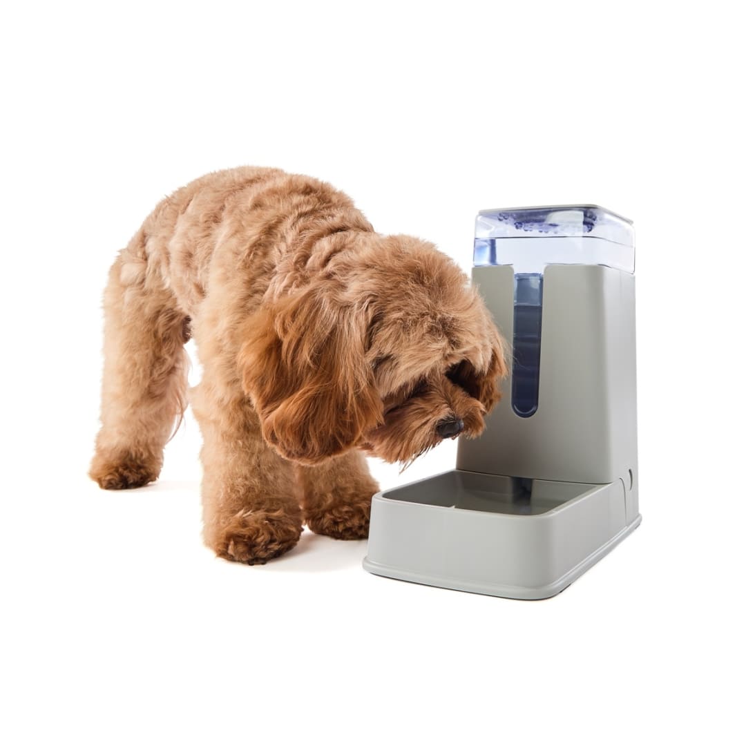 Pet Gravity Feeder Modern - Kmart